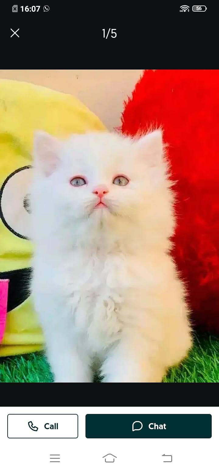 Persian cat for sale male my WhatsApp321=43=90=746 - Cats - 1115896359