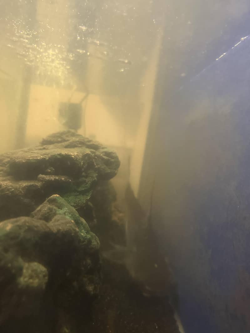 3 Aquarium Complete Setup with Iron Rack, Fish, Filters & Accessories ...