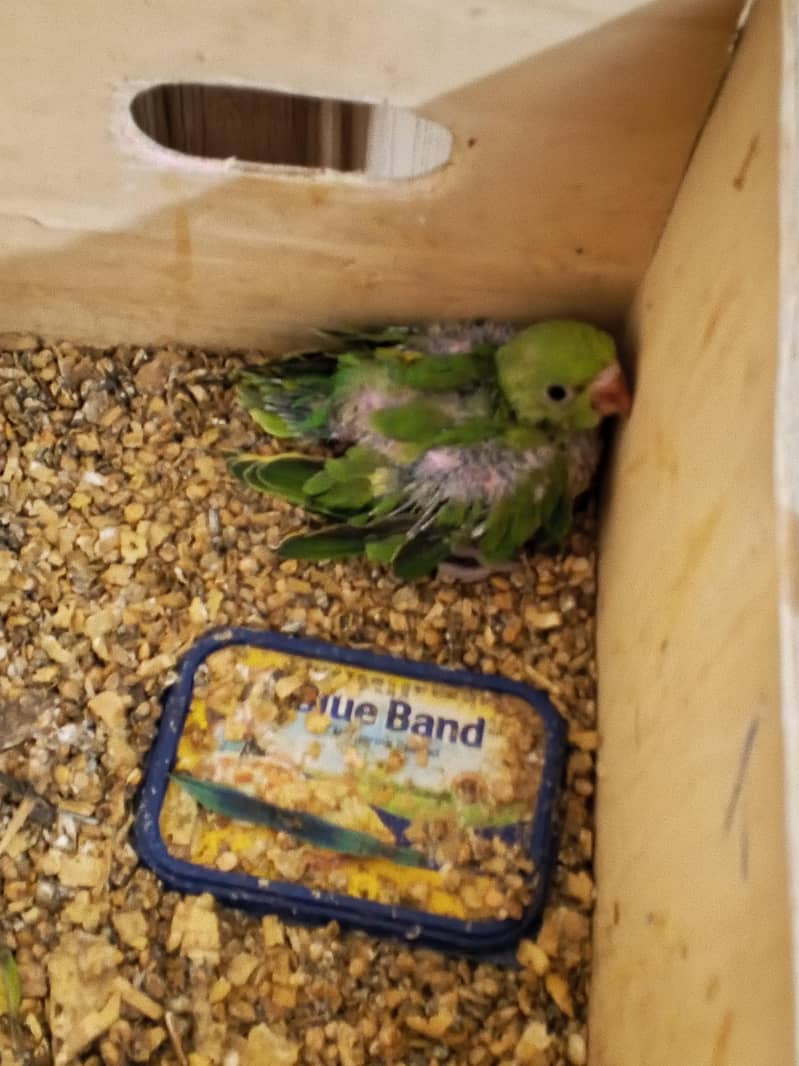green parrot baby - Other Birds - 1115899702