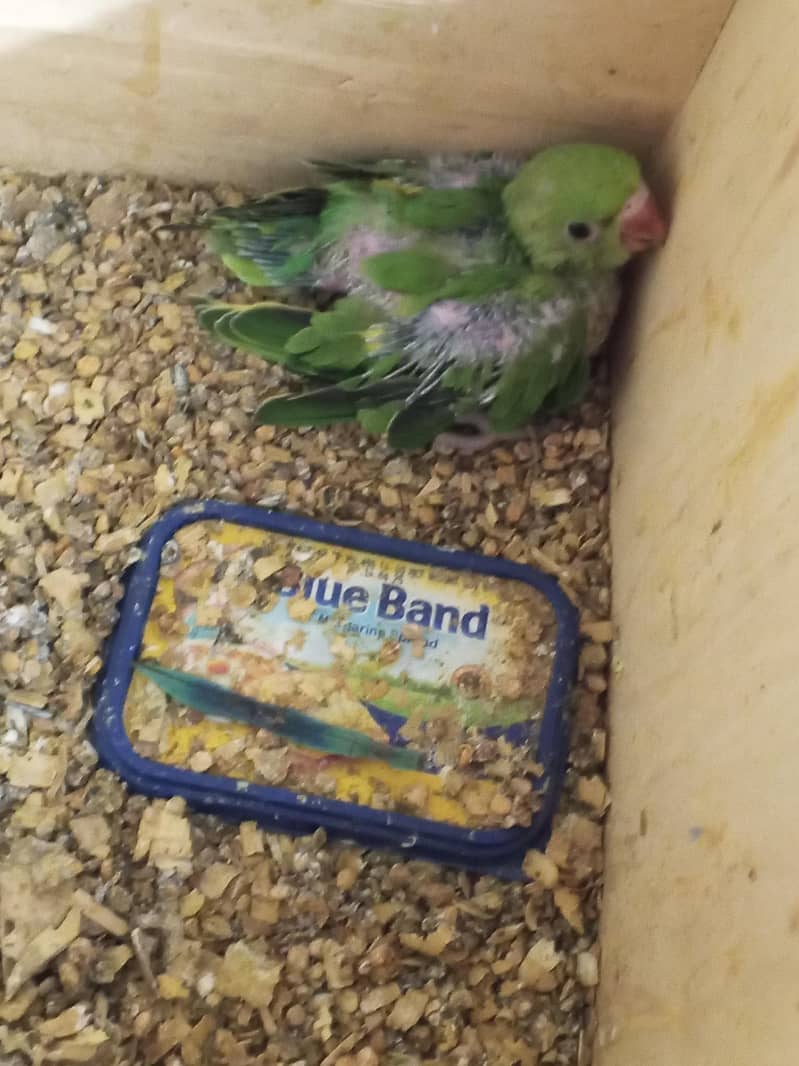 green parrot baby - Other Birds - 1115899702