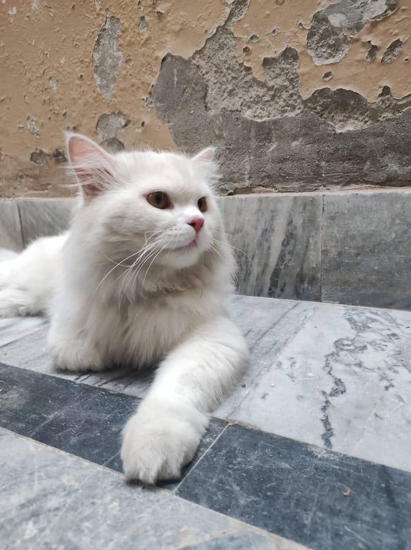 Persain cat for sale white color beautiful - Cats - 1115901748