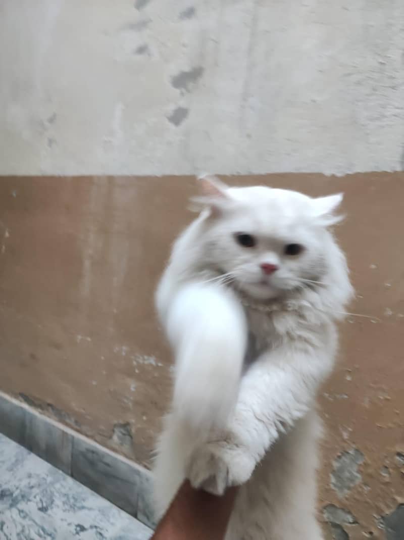 Persain cat for sale white color beautiful - Cats - 1115901748