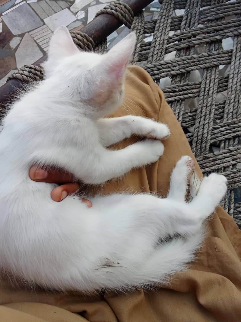 cat babi it beautiful and very smart - Cats - 1115901764