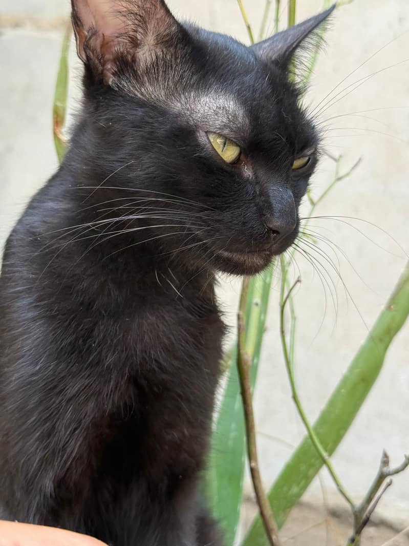 Russian Cat For sale Best Russian breed name kity in Black Colour ...