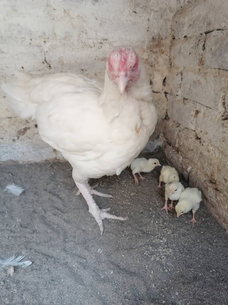 Heera madi sath 4 chicks - Hens - 1115906336