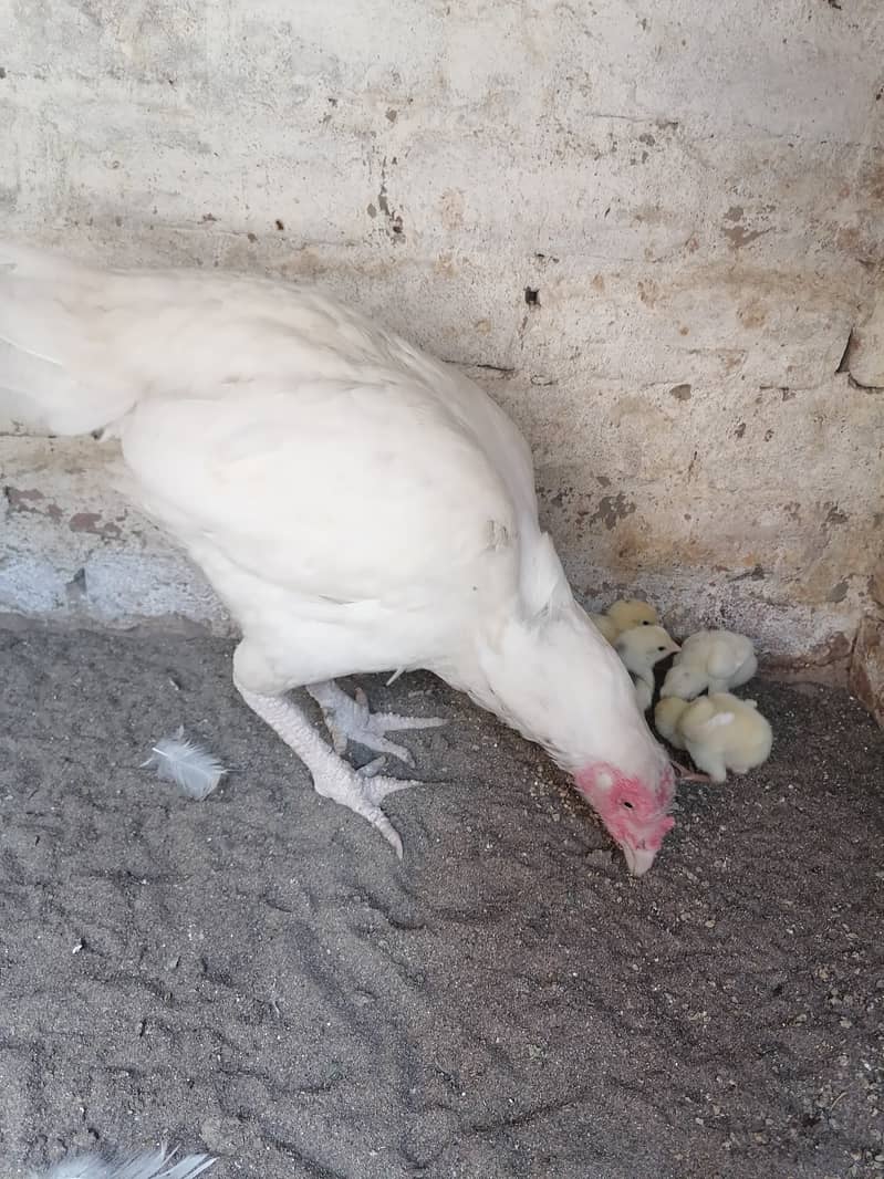 Heera madi sath 4 chicks - Hens - 1115906336