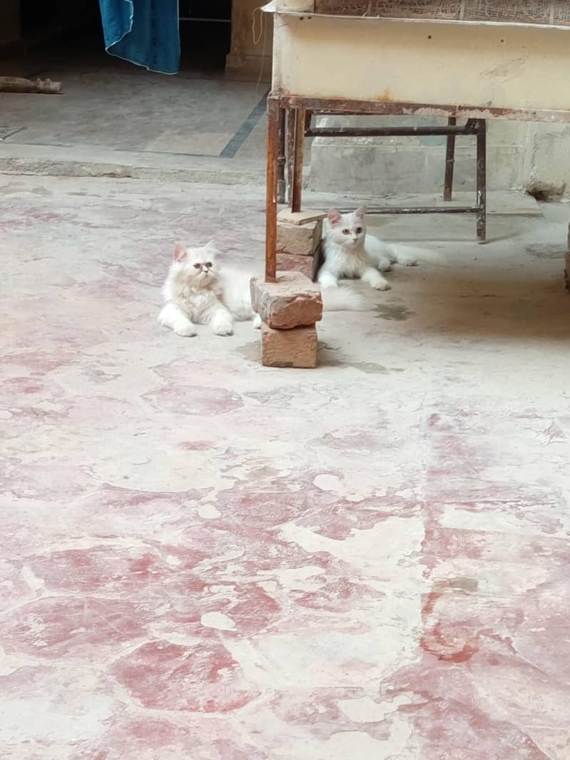Persian male triple coated Punch face - Cats - 1115906543
