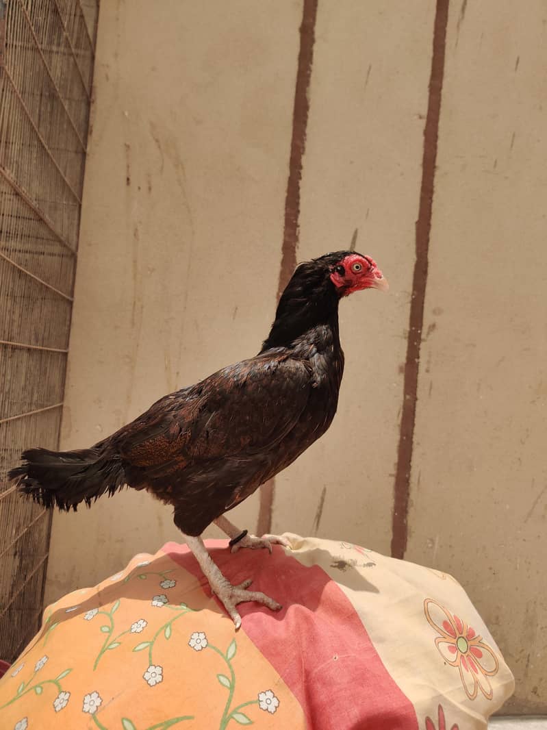 amroha female zero size - Hens - 1115909785
