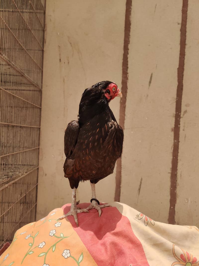 amroha female zero size - Hens - 1115909785