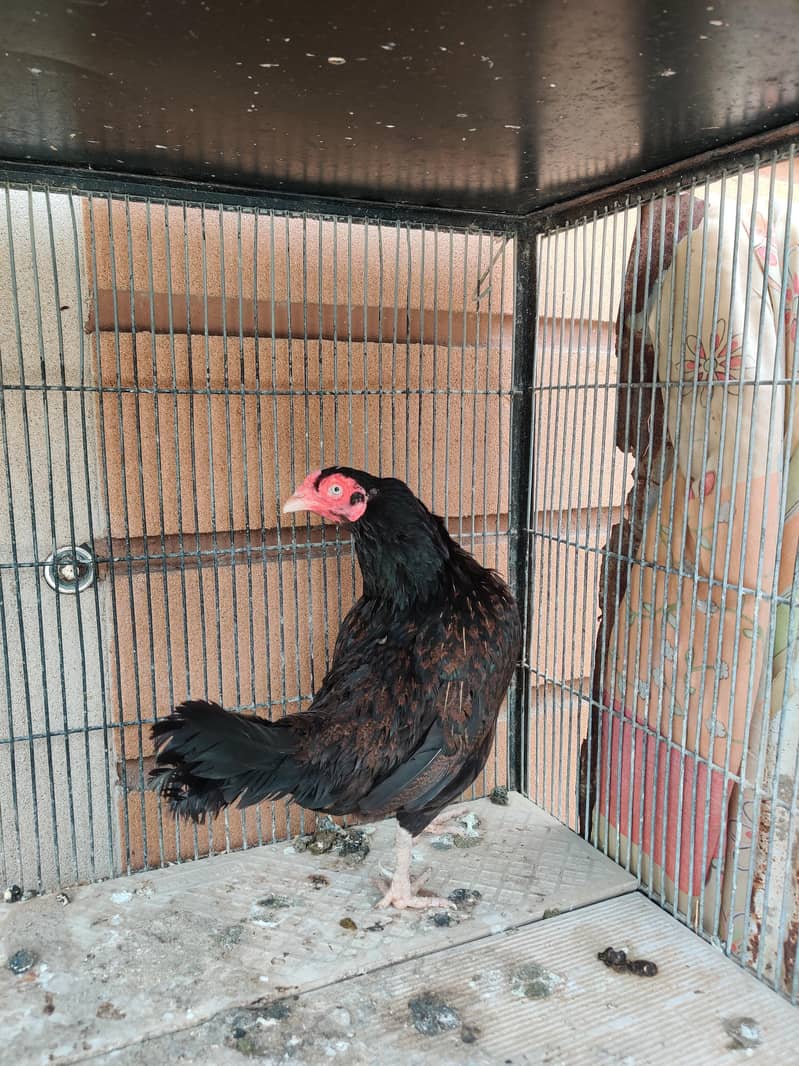 amroha female zero size - Hens - 1115909785