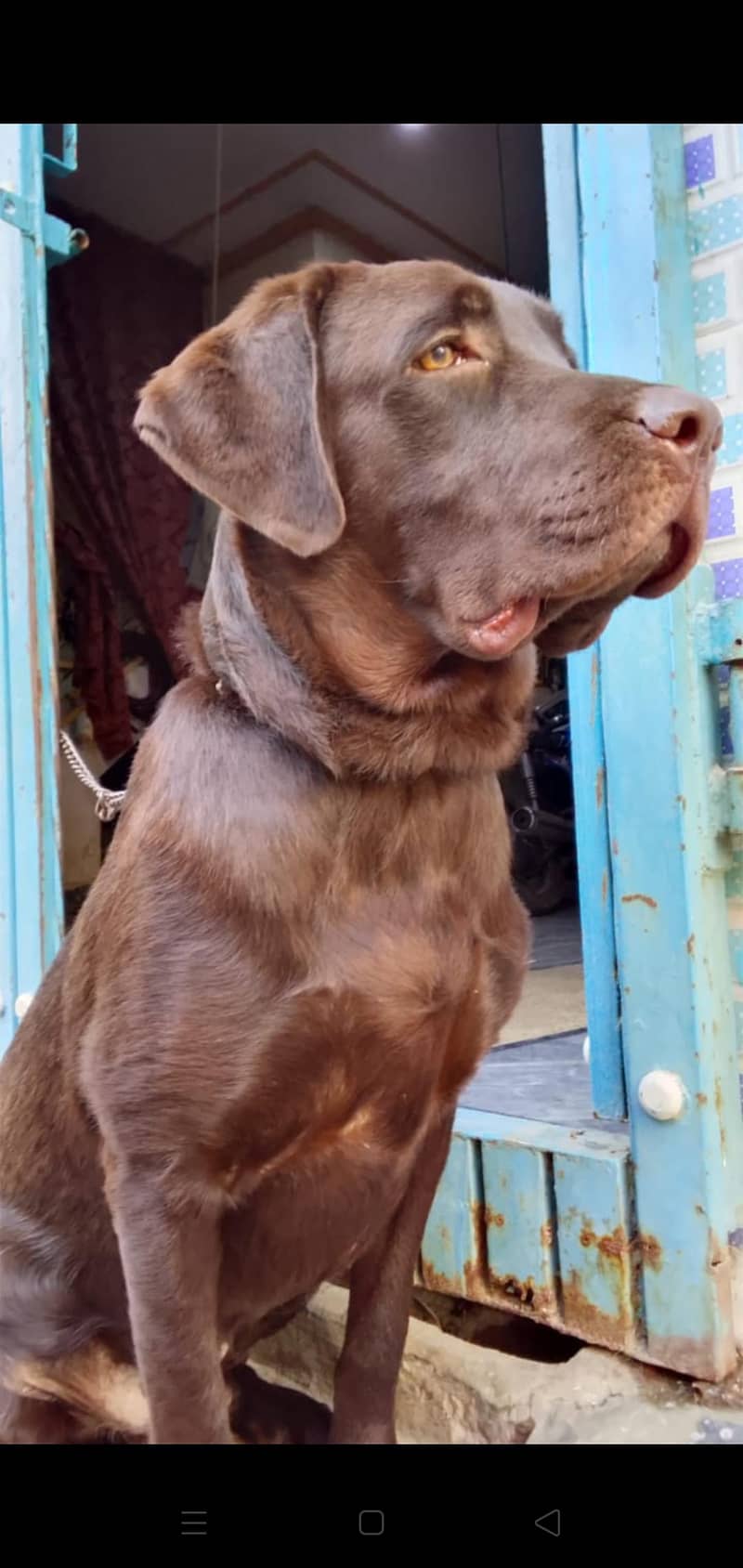 Labrador Male - Dogs - 1115909893