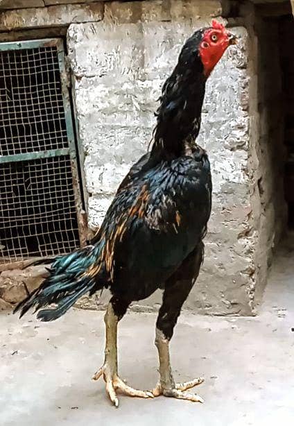 high quality bird - Hens - 1115910124