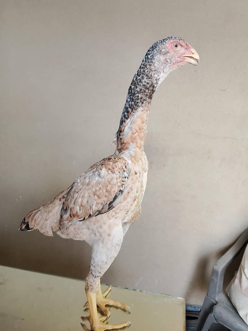 Aseel Japanese Shamo Pair - Hens - 1115910180