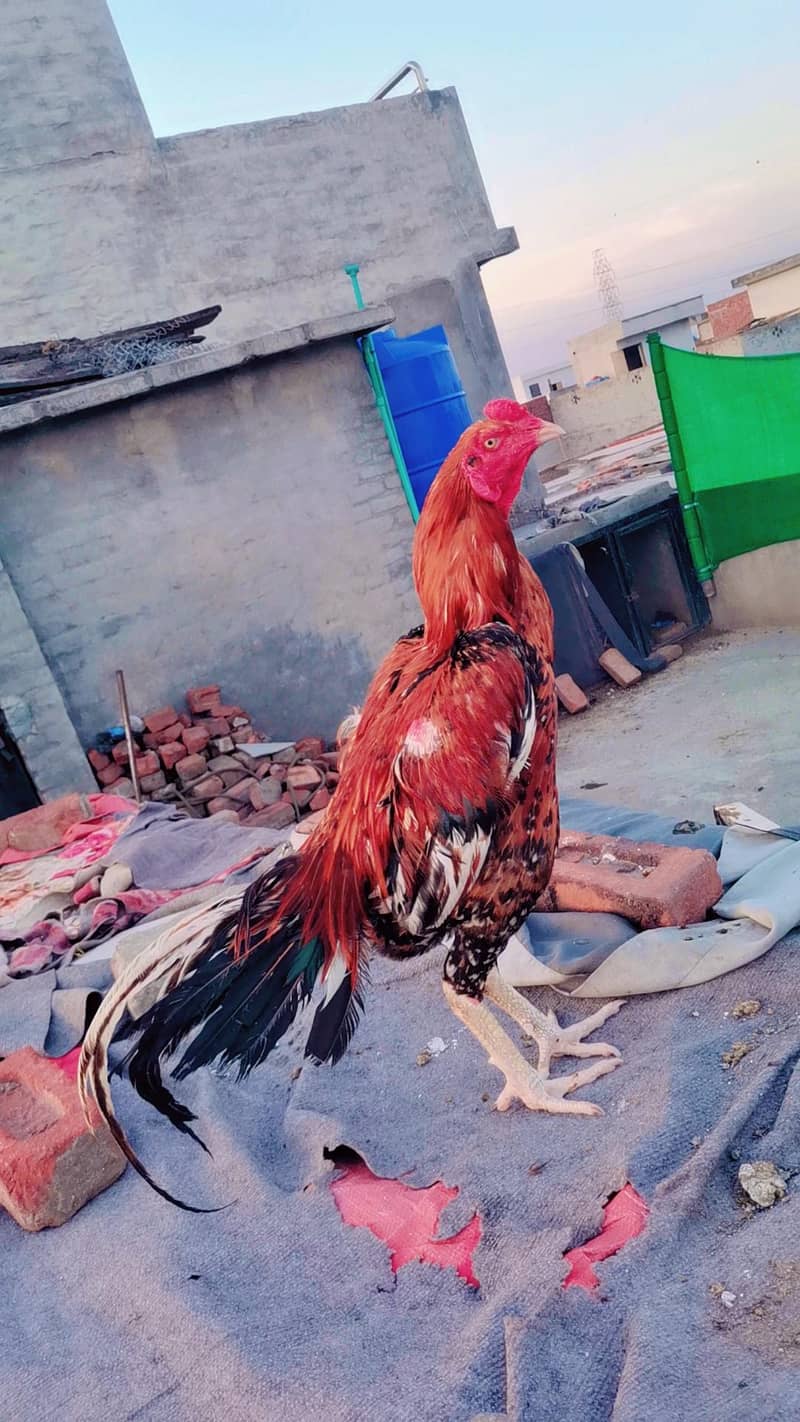 Mianwali & kamaliya coras breed - Hens - 1115913250
