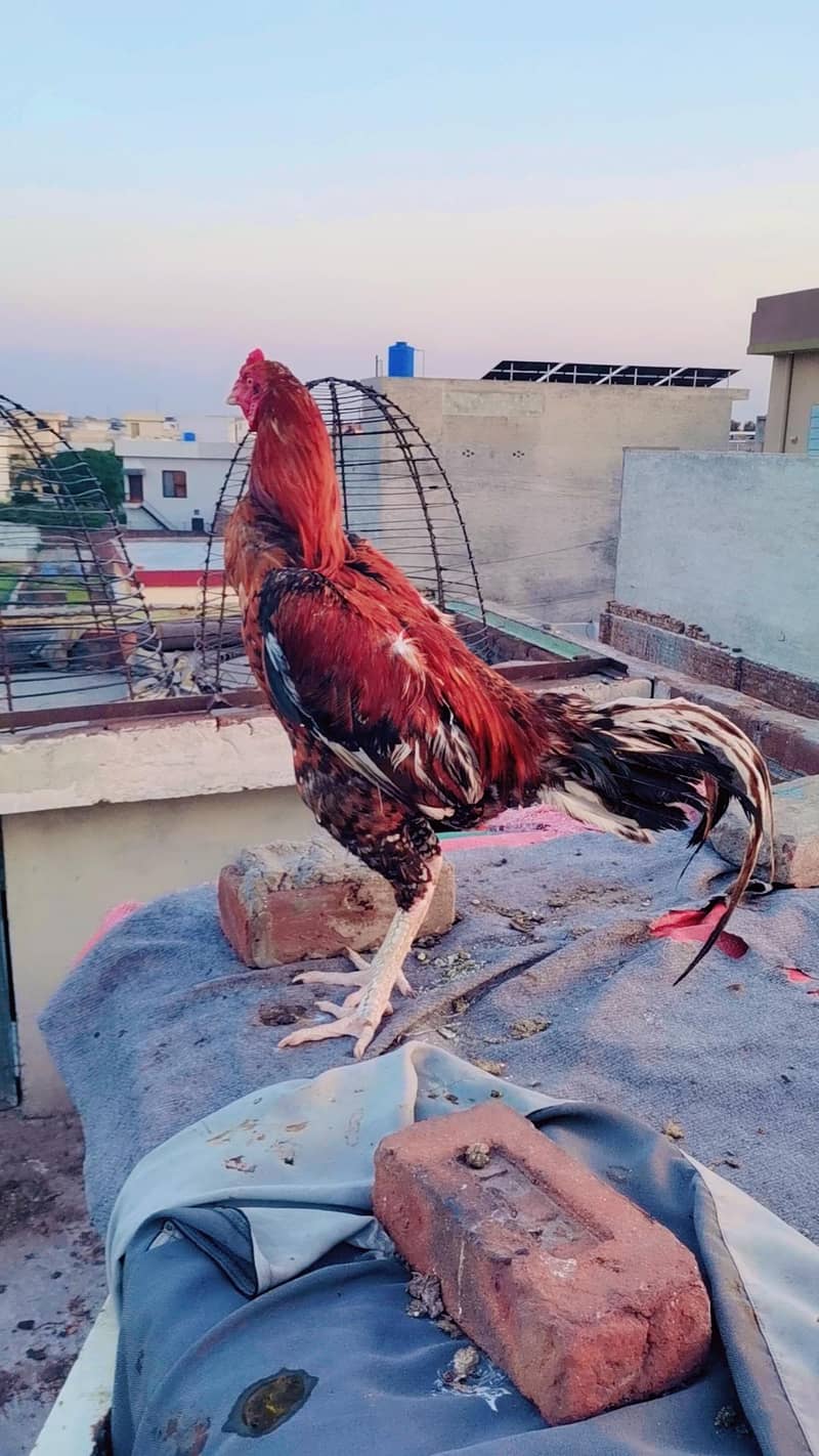 Mianwali & kamaliya coras breed - Hens - 1115913250