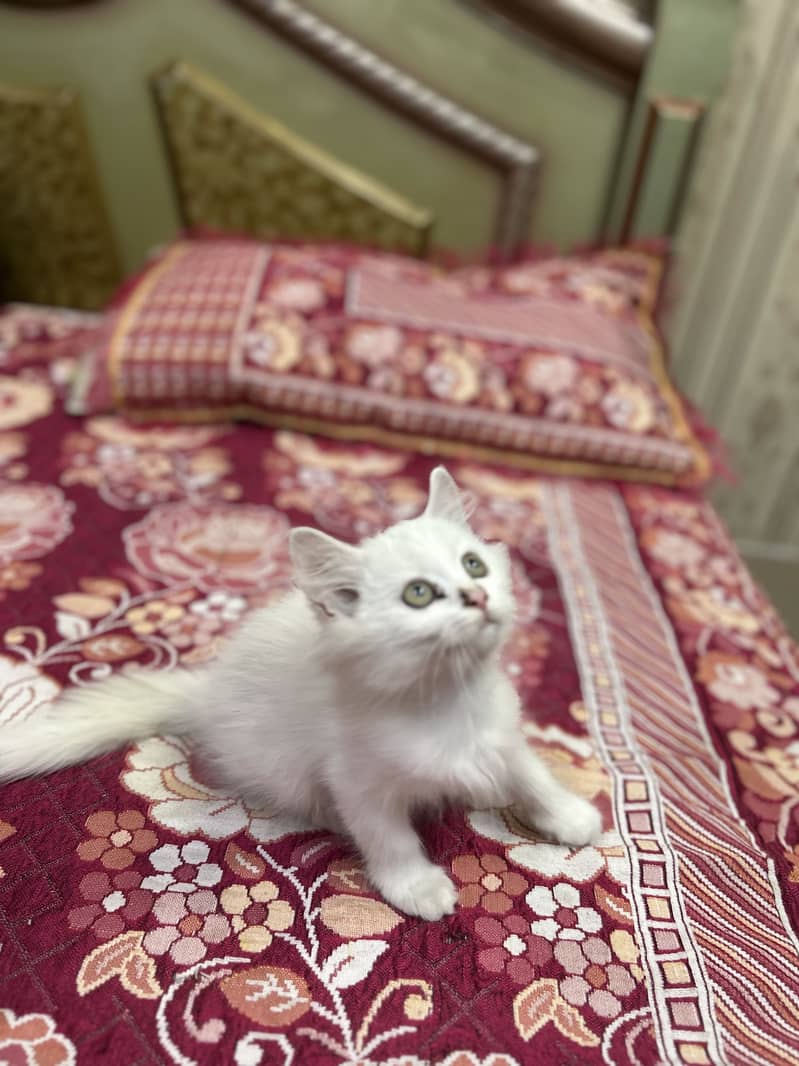 Persian male kitten / 03187020013 WhatsApp/white kitten /triple coated ...