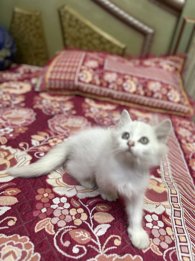 Persian male kitten / 03187020013 WhatsApp/white kitten /triple coated ...