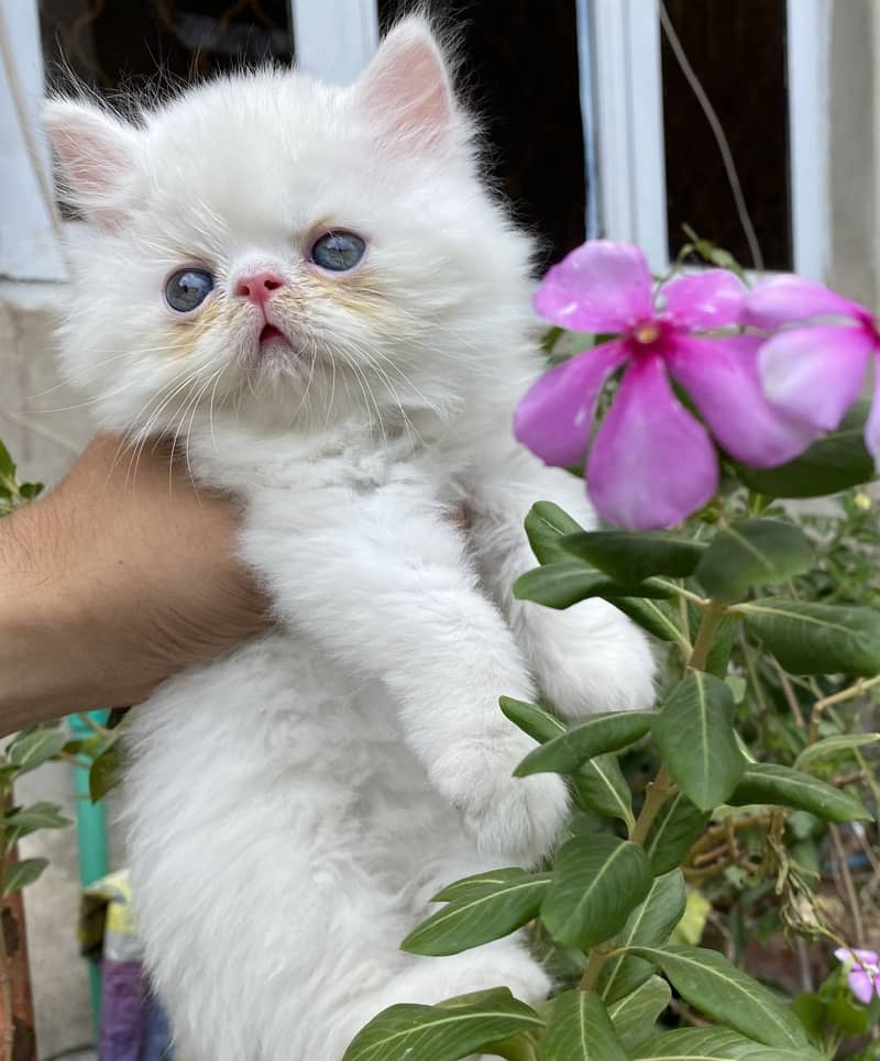 Persian Male Kitten - Cats - 1115913635
