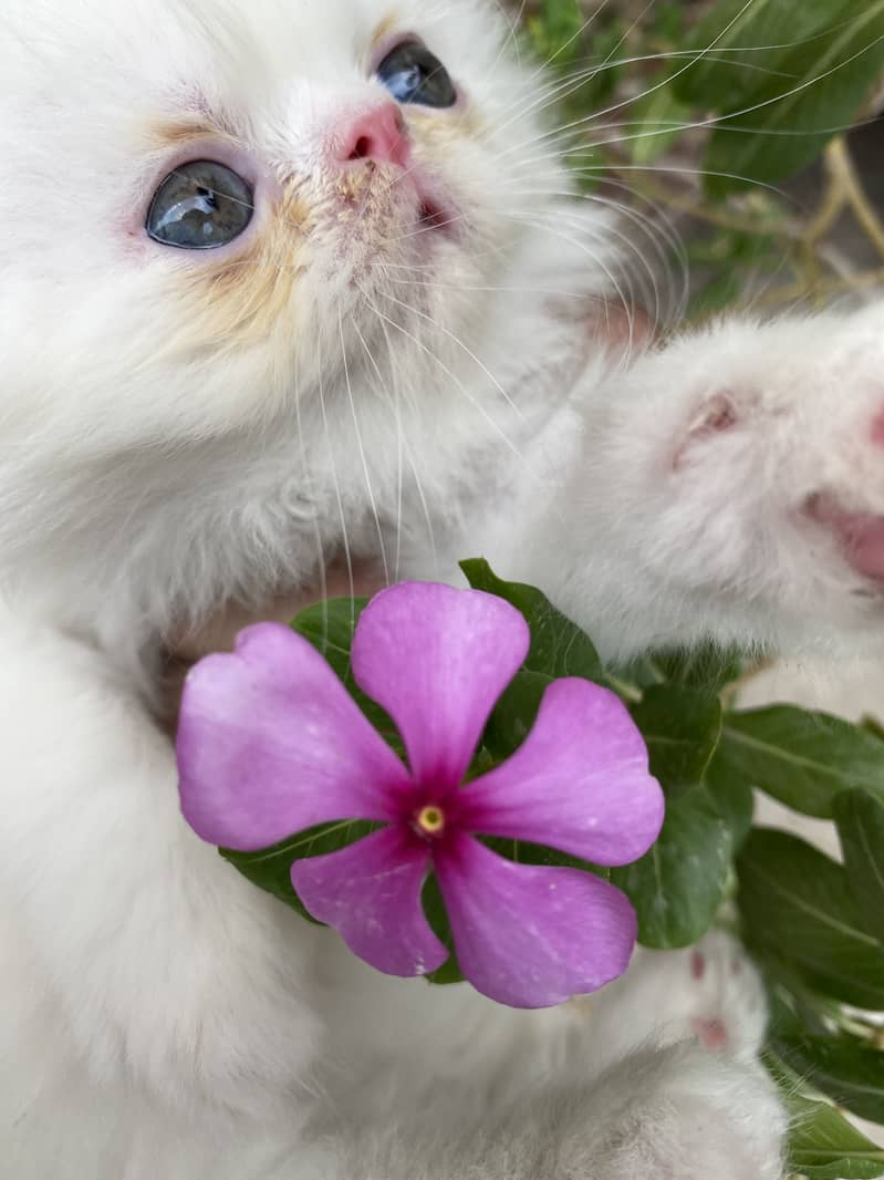 Persian Male Kitten - Cats - 1115913635