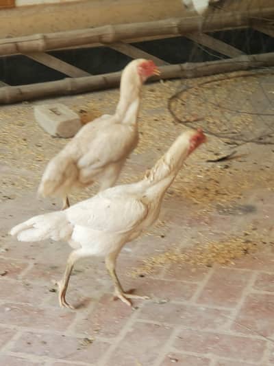 Shamo home breed females. - Hens - 1115914501