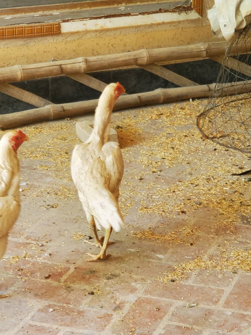 Shamo home breed females. - Hens - 1115914501