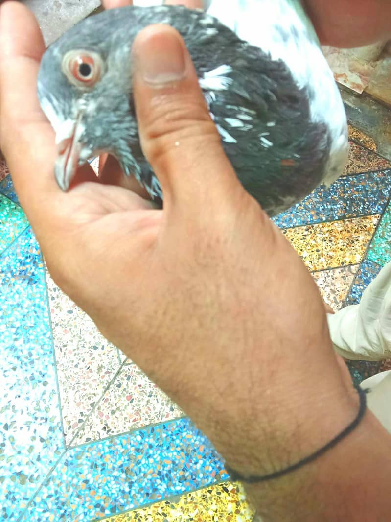 Teddy+kamagar+ferozpury - Pigeons - 1115917611