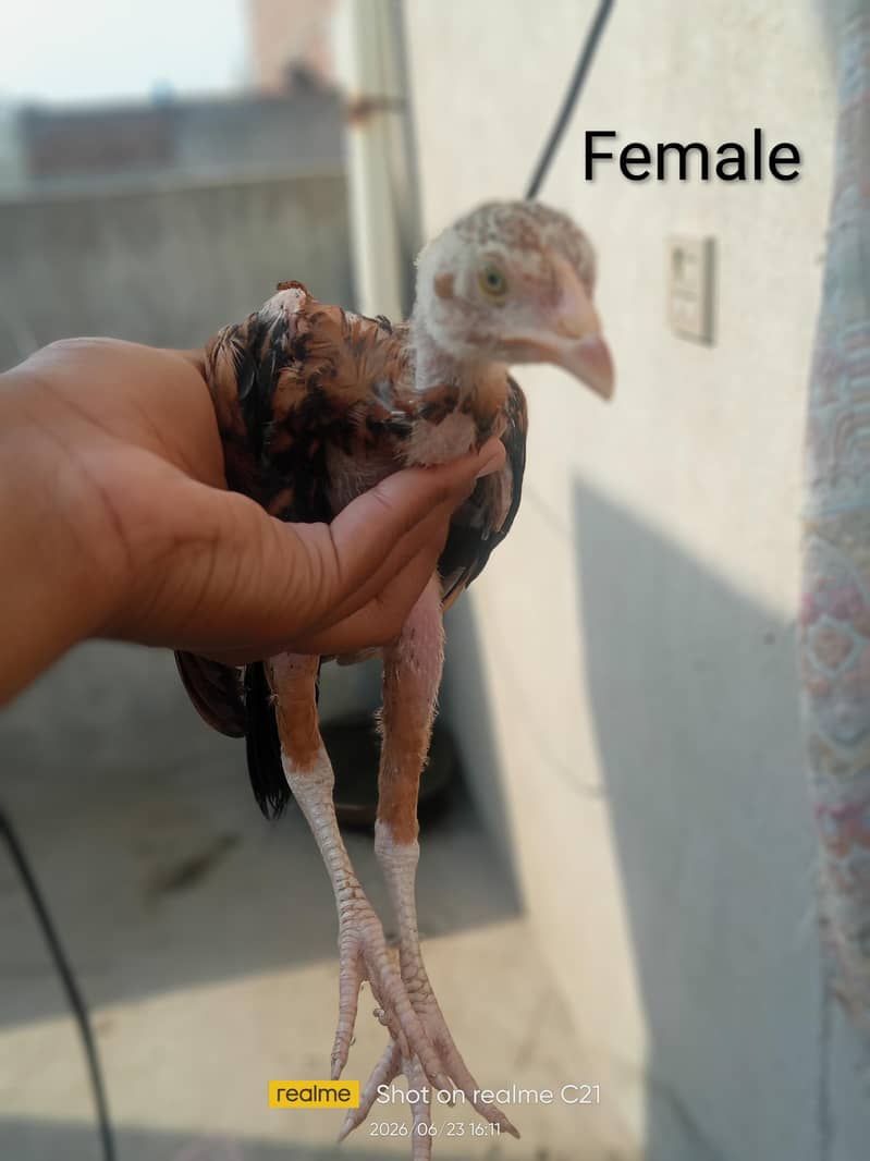 best quality aseels breed of dragon shamoo +amroha - Hens - 1115919412