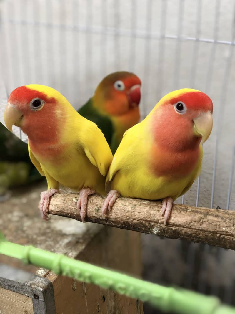 Love birds for sale Full active and healthy With New cage 0328-6498423 ...