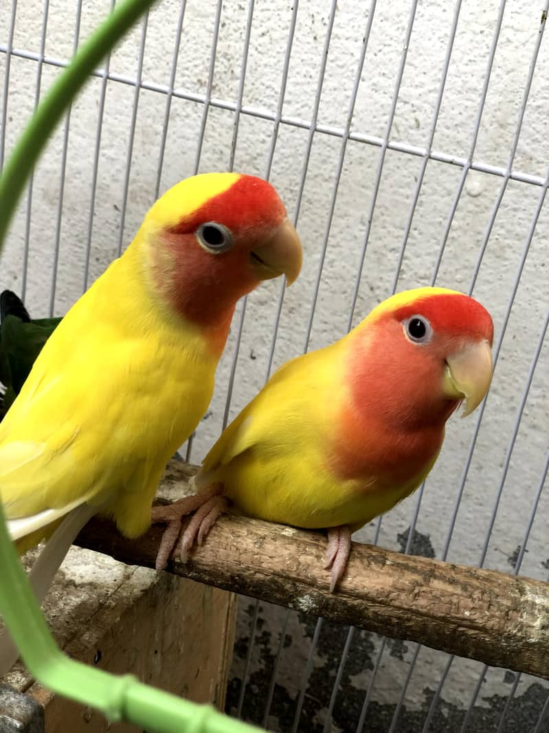 Love birds for sale Full active and healthy With New cage 0328-6498423 ...