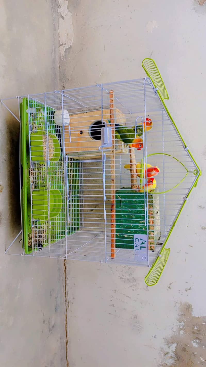 Love birds for sale Full active and healthy With New cage 0328-6498423 ...