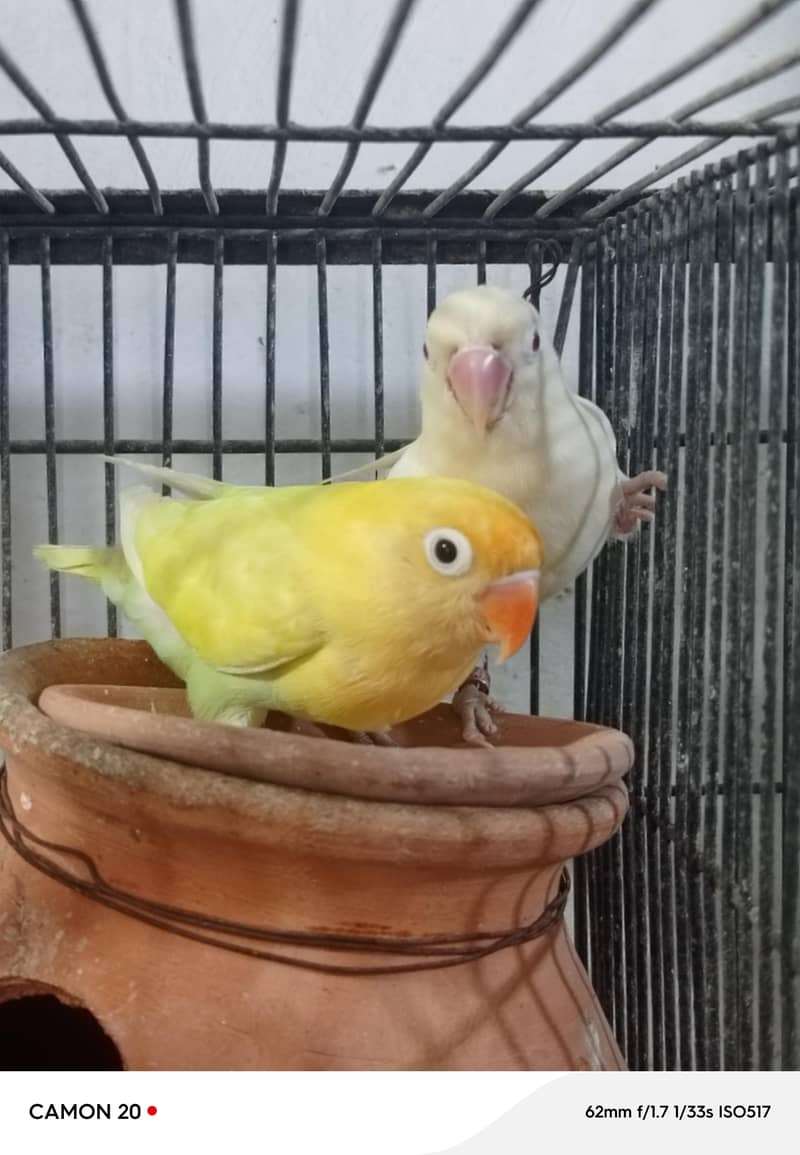 laga hua pair ha Ande Diye hue hain - Parrots - 1115927618