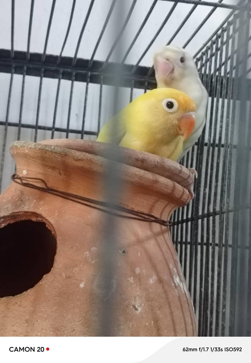 laga hua pair ha Ande Diye hue hain - Parrots - 1115927618