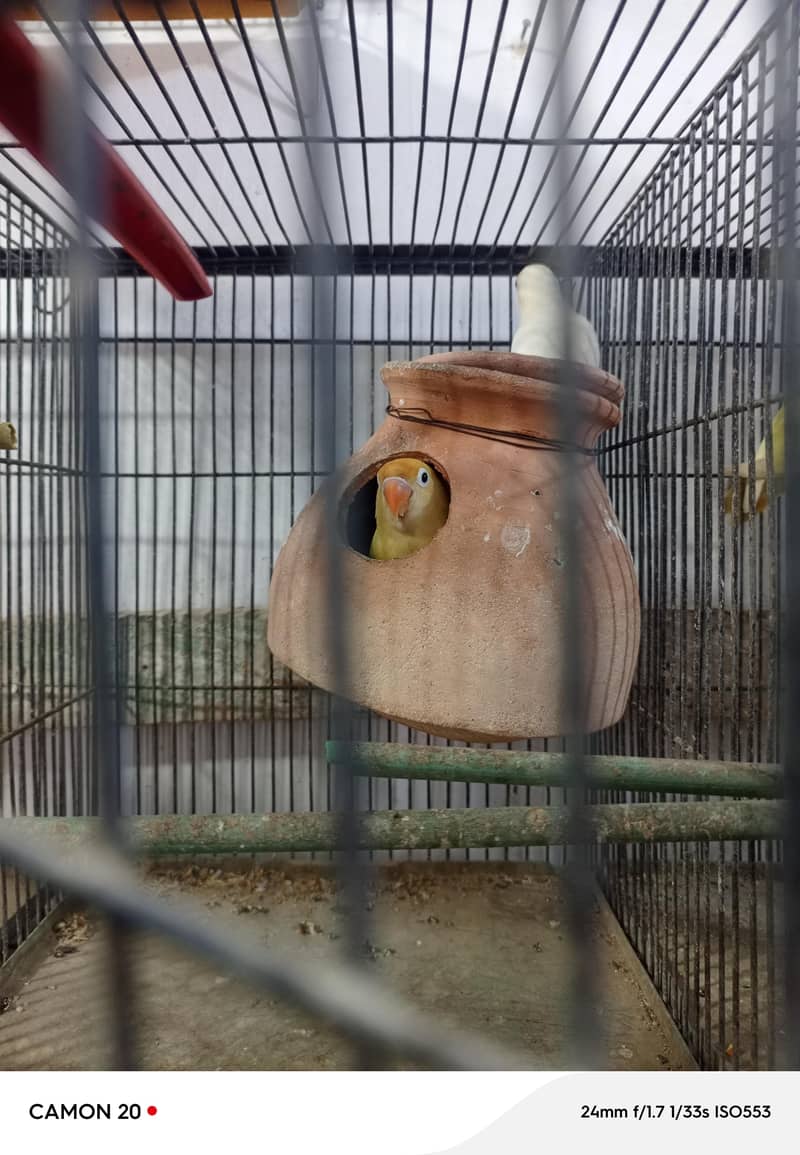 laga hua pair ha Ande Diye hue hain - Parrots - 1115927618