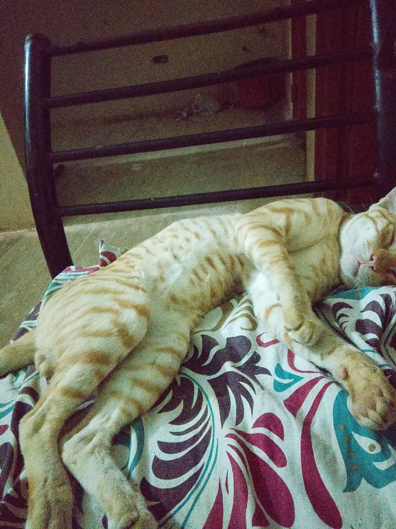 cat food - Cats - 1115927878