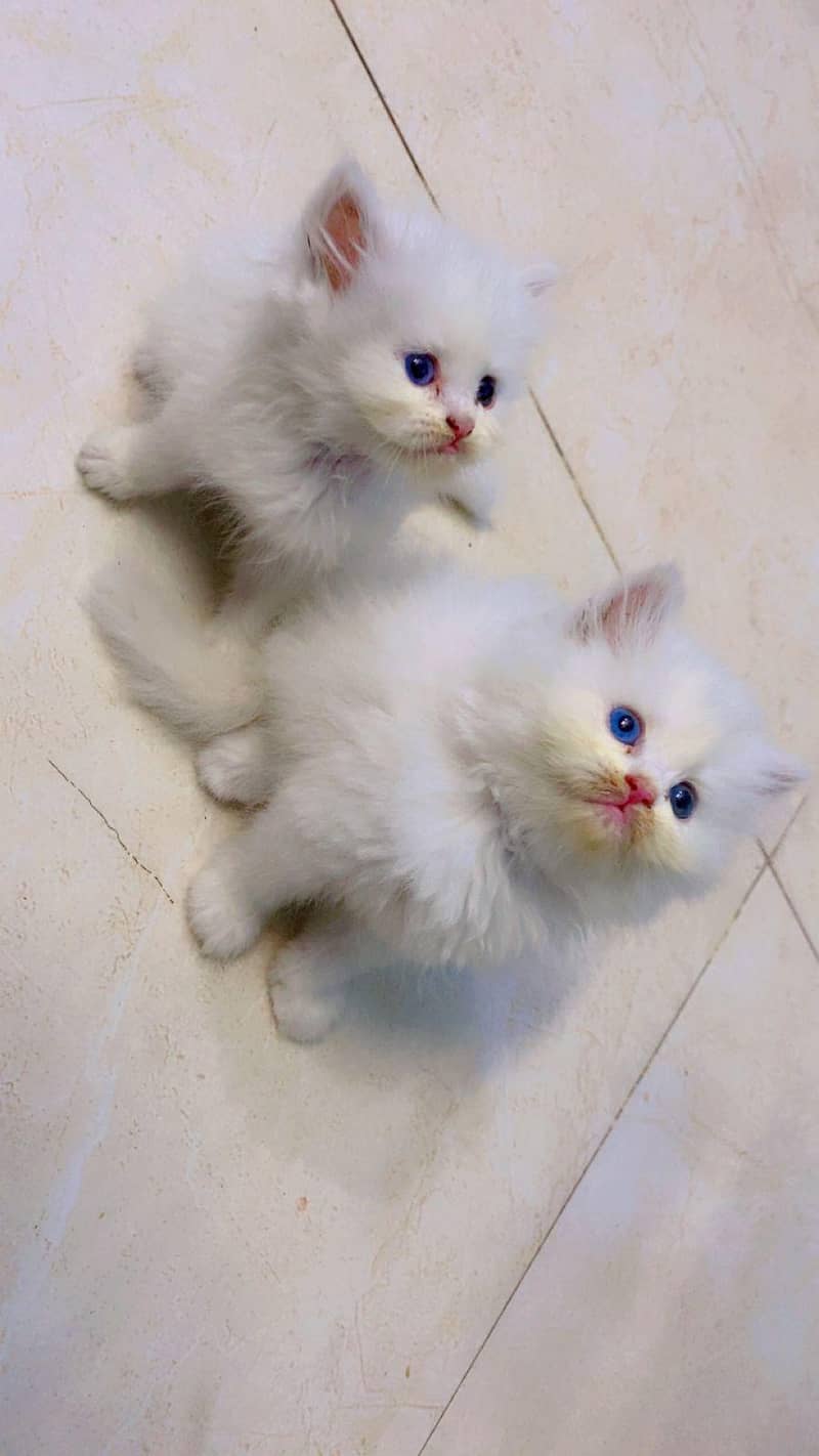 Pure White kittens with blue eyes - Cats - 1115927889