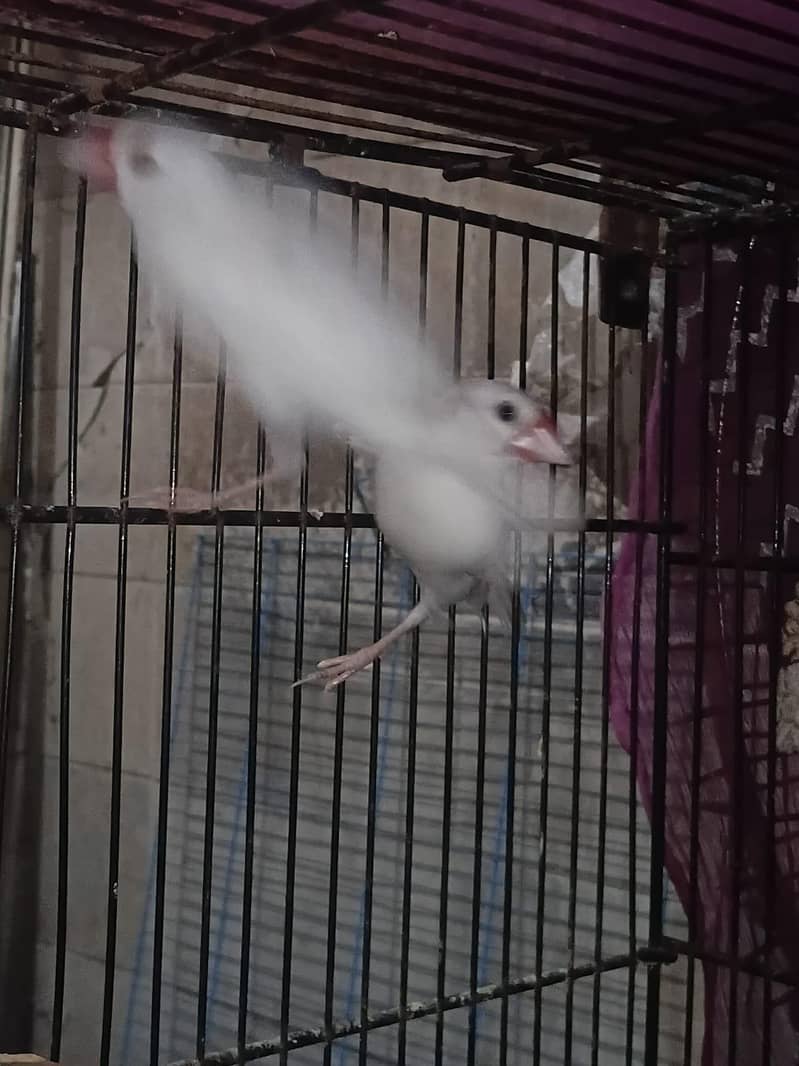 white jawa breedrr pair available 3 pairs - Finches - 1115932638