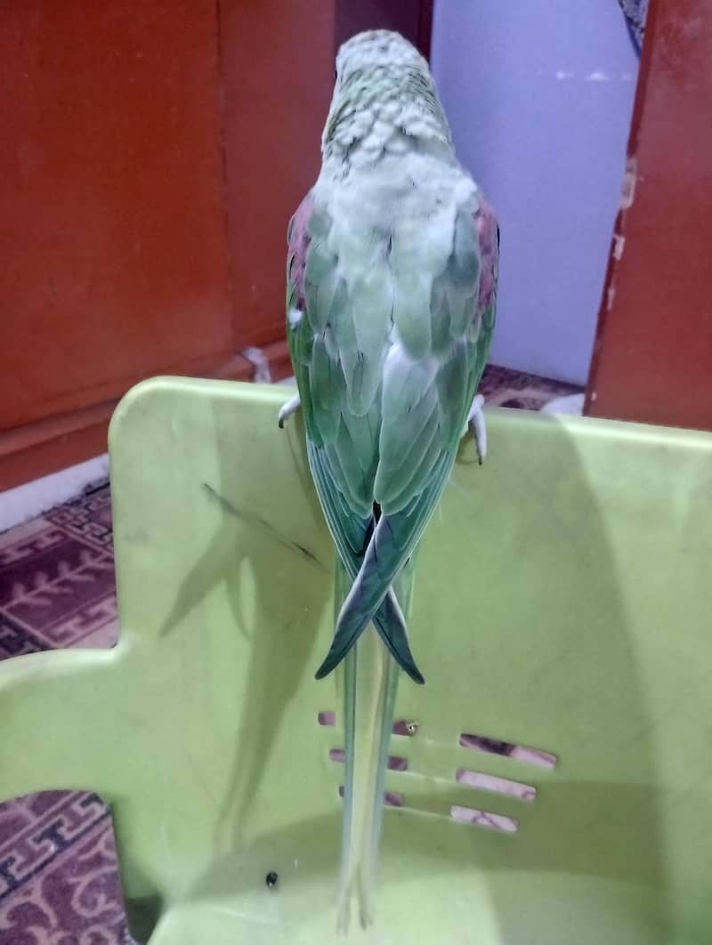 Adult Female 2 years Hand tame 0 bite - Parrots - 1115933221