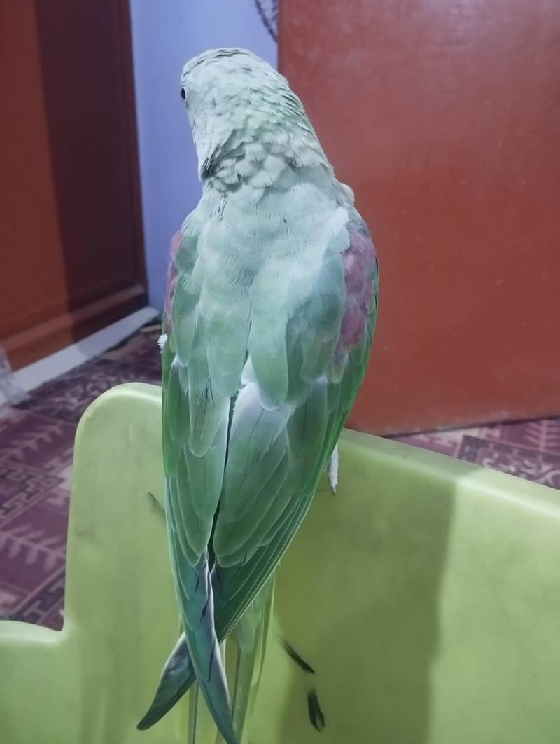 Adult Female 2 years Hand tame 0 bite - Parrots - 1115933221