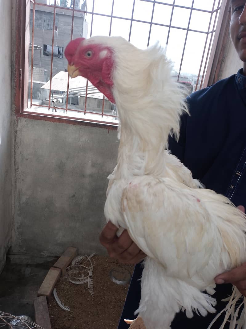 perrotbeek male breeder price 90k - Hens - 1115960353