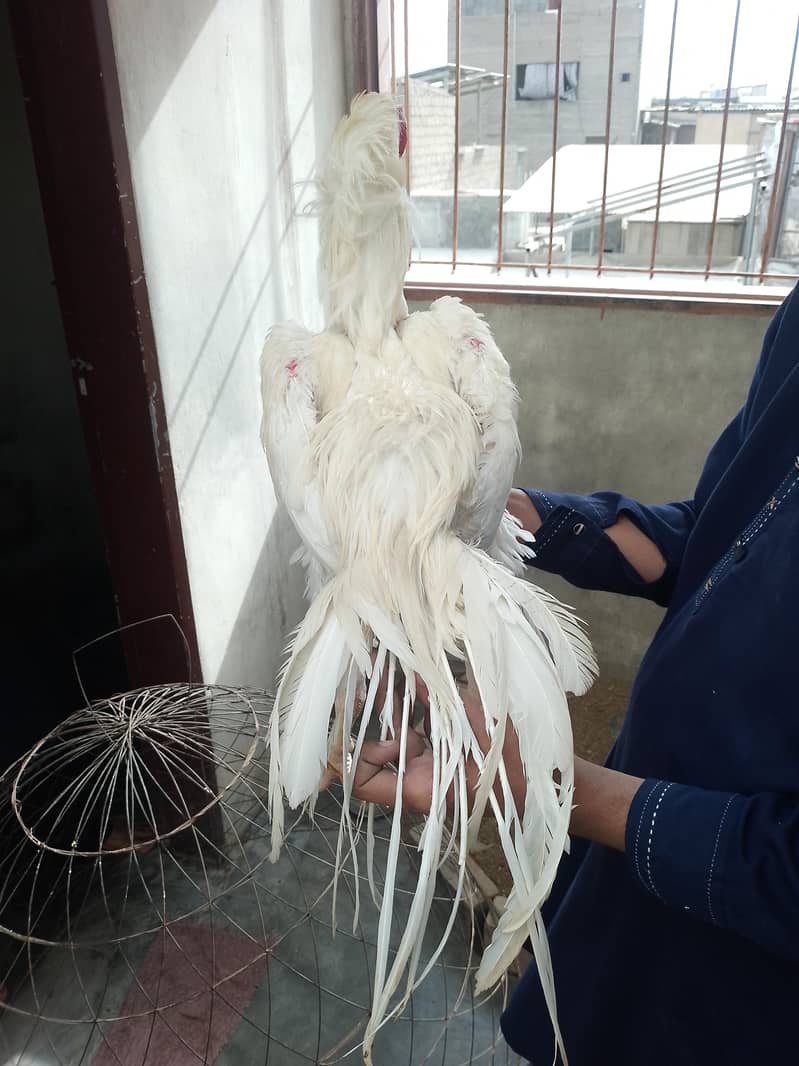 perrotbeek male breeder price 90k - Hens - 1115960353