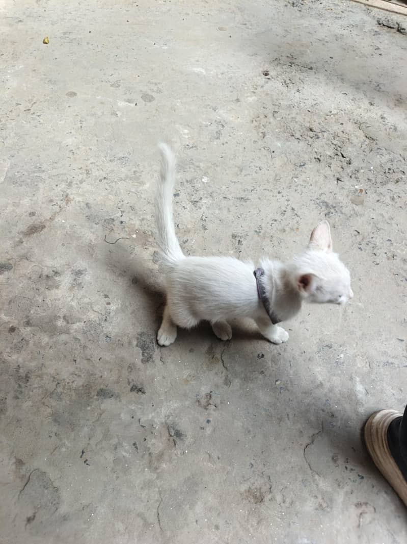 Persian cross breed kitten for sale - Cats - 1115962239
