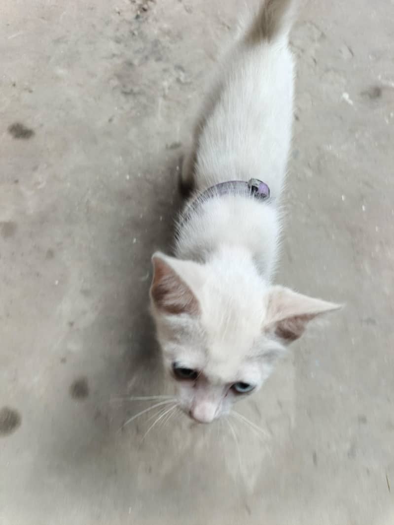 Persian cross breed kitten for sale - Cats - 1115962239