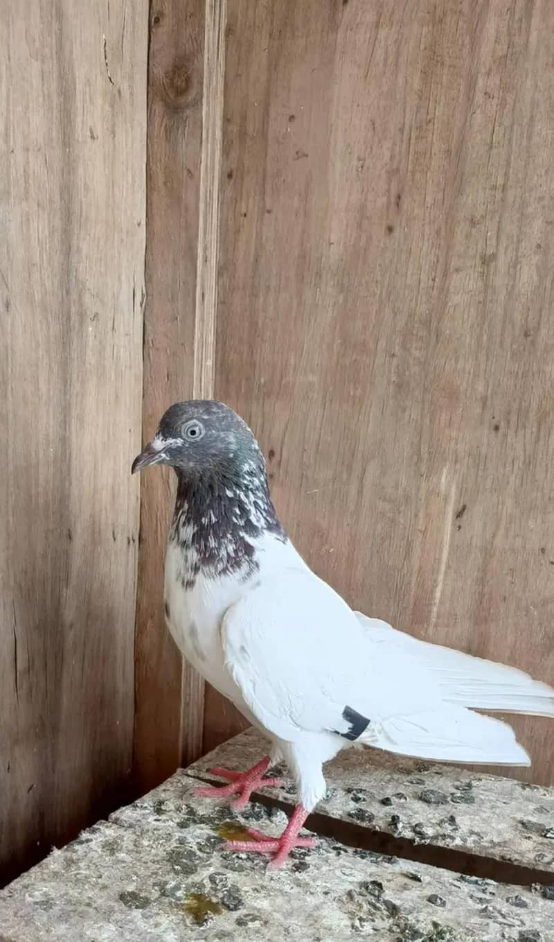 Highflyer pigeon - Pigeons - 1115967615