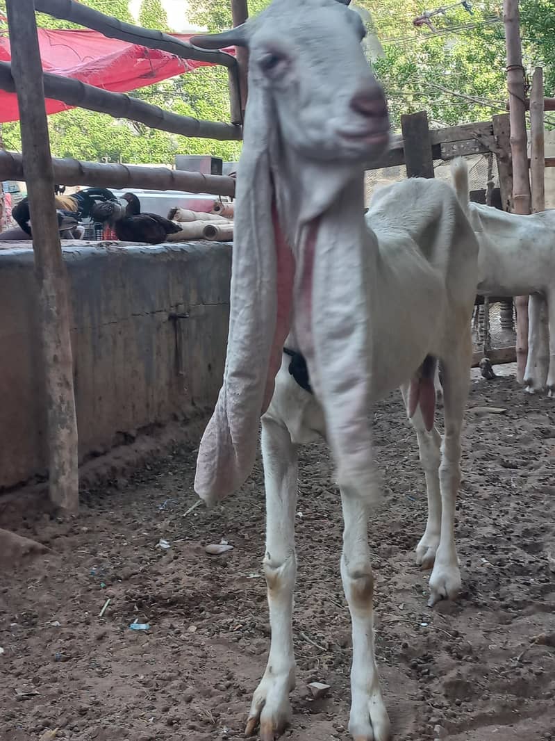 Gulabi Bakri | Gulabi rajanpuri goat | Pure Beetal for sale - Goats ...