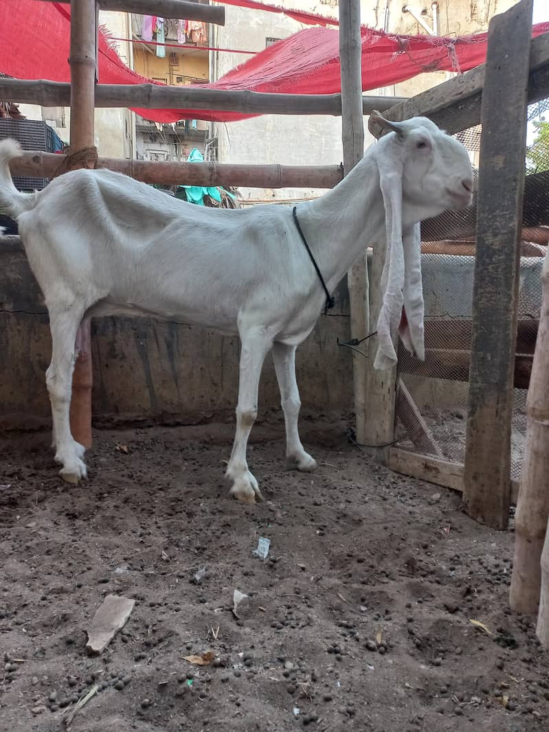 Gulabi Bakri | Gulabi rajanpuri goat | Pure Beetal for sale - Goats ...