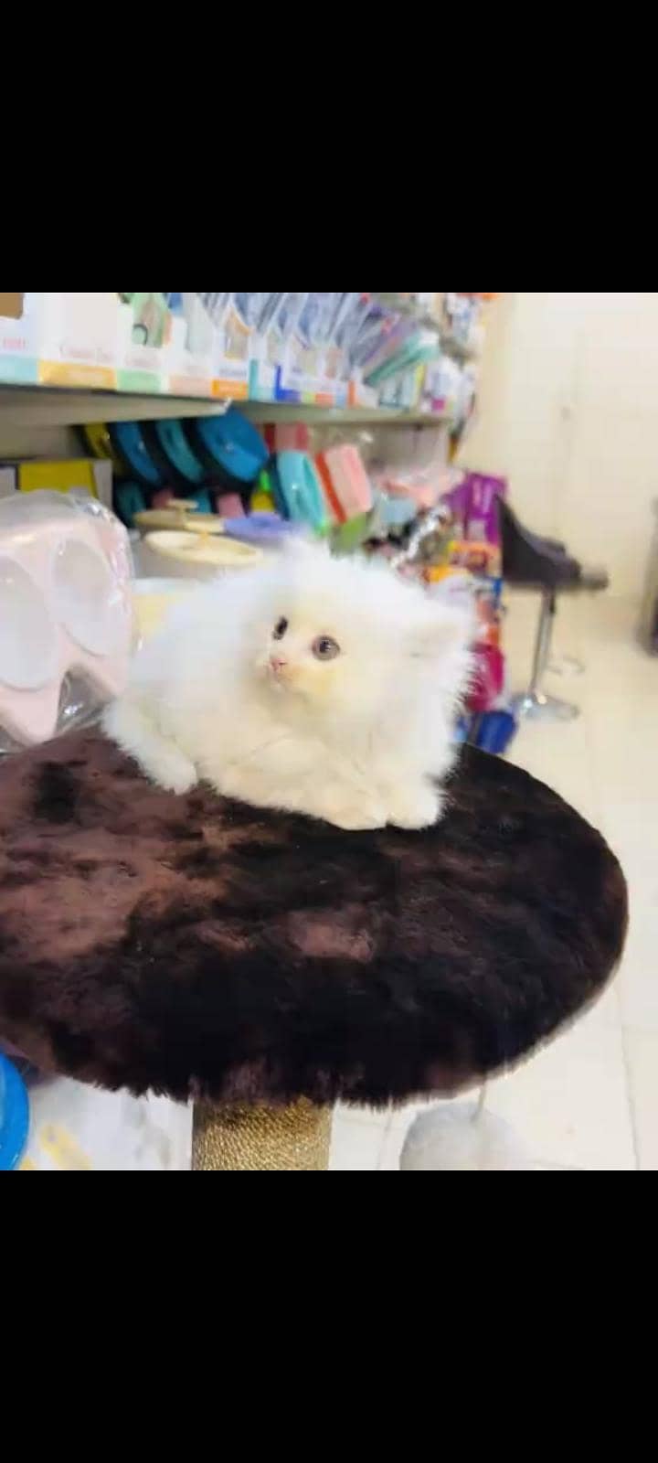 persian cat for sale MywatsapppNumber 0320-19-06-573 - Cats - 1116188625