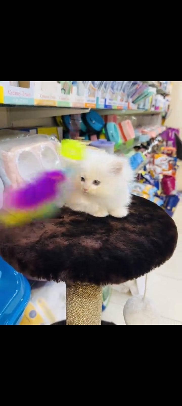 persian cat for sale MywatsapppNumber 0320-19-06-573 - Cats - 1116188625