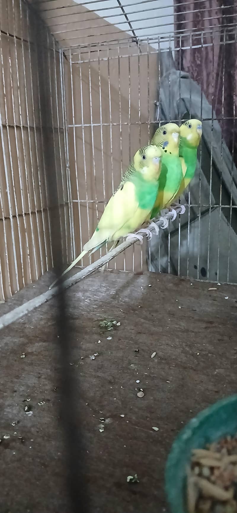 Pied budgie pair - Parrots - 1116253022