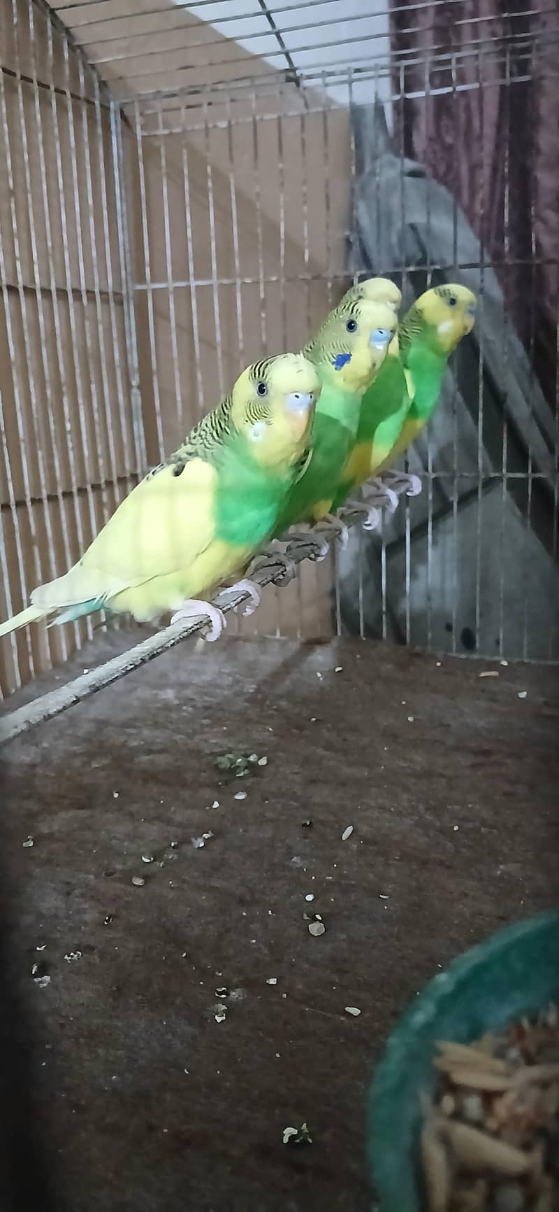 Pied budgie pair - Parrots - 1116253022