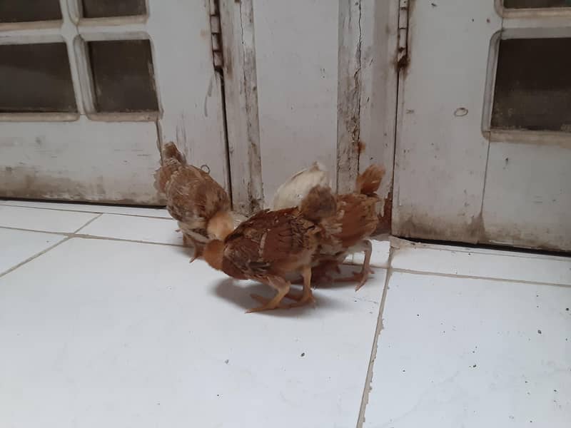 9-chicks-available-hens-1116346084